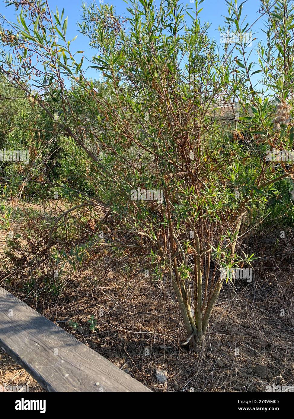 mule fat (Baccharis salicifolia) Plantae Stock Photo - Alamy