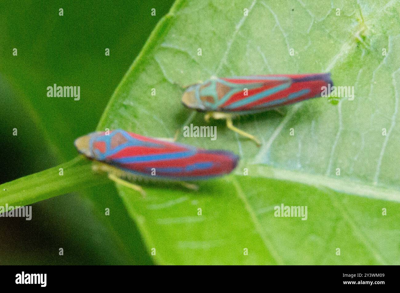 Red-banded Leafhopper (Graphocephala coccinea) Insecta Stock Photo - Alamy