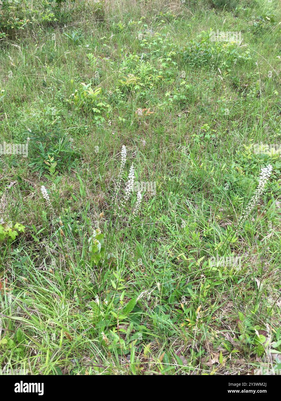 White-tubed Colicroot (Aletris farinosa) Plantae Stock Photo - Alamy
