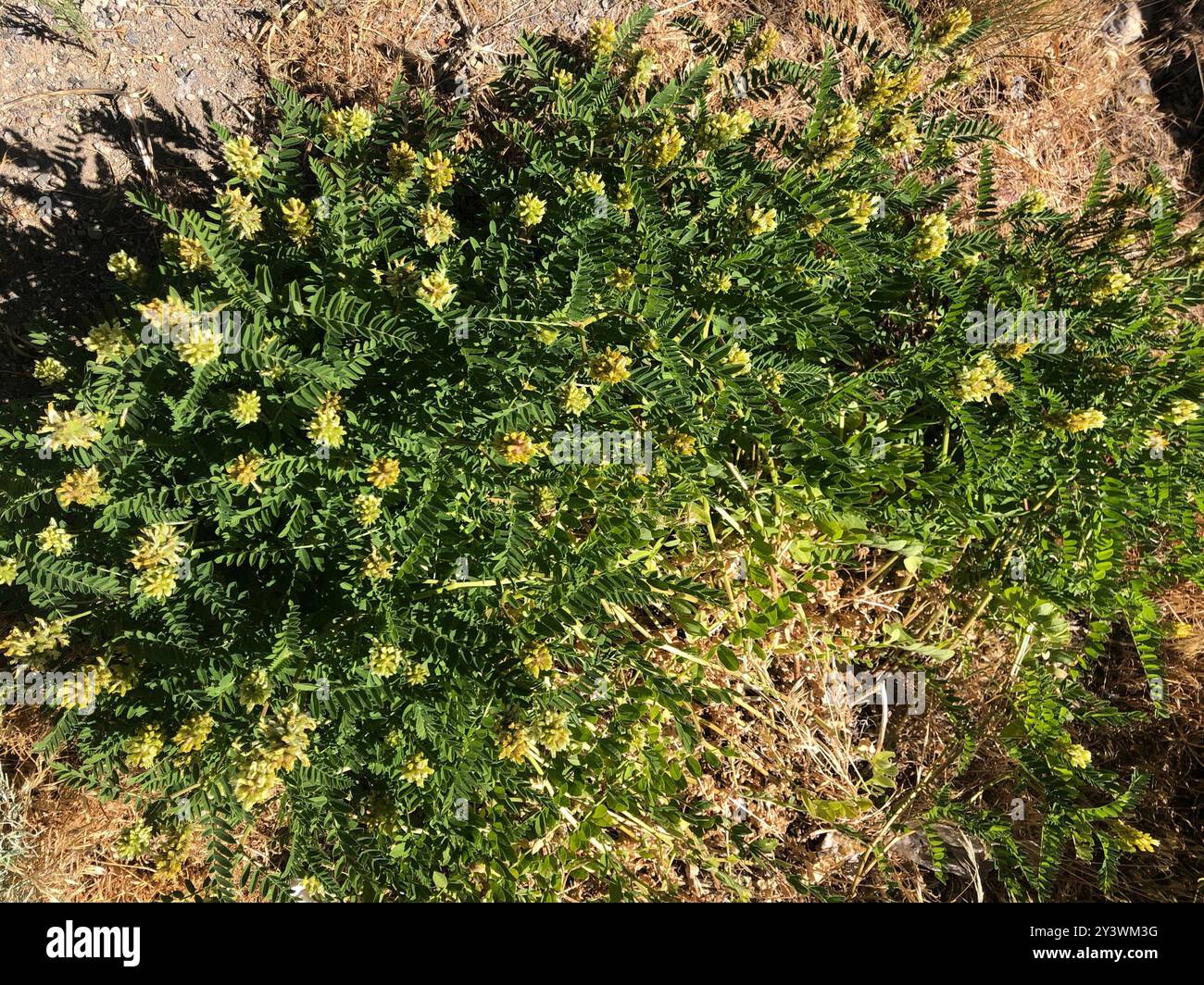 Chickpea Milkvetch (Astragalus cicer) Plantae Stock Photo - Alamy