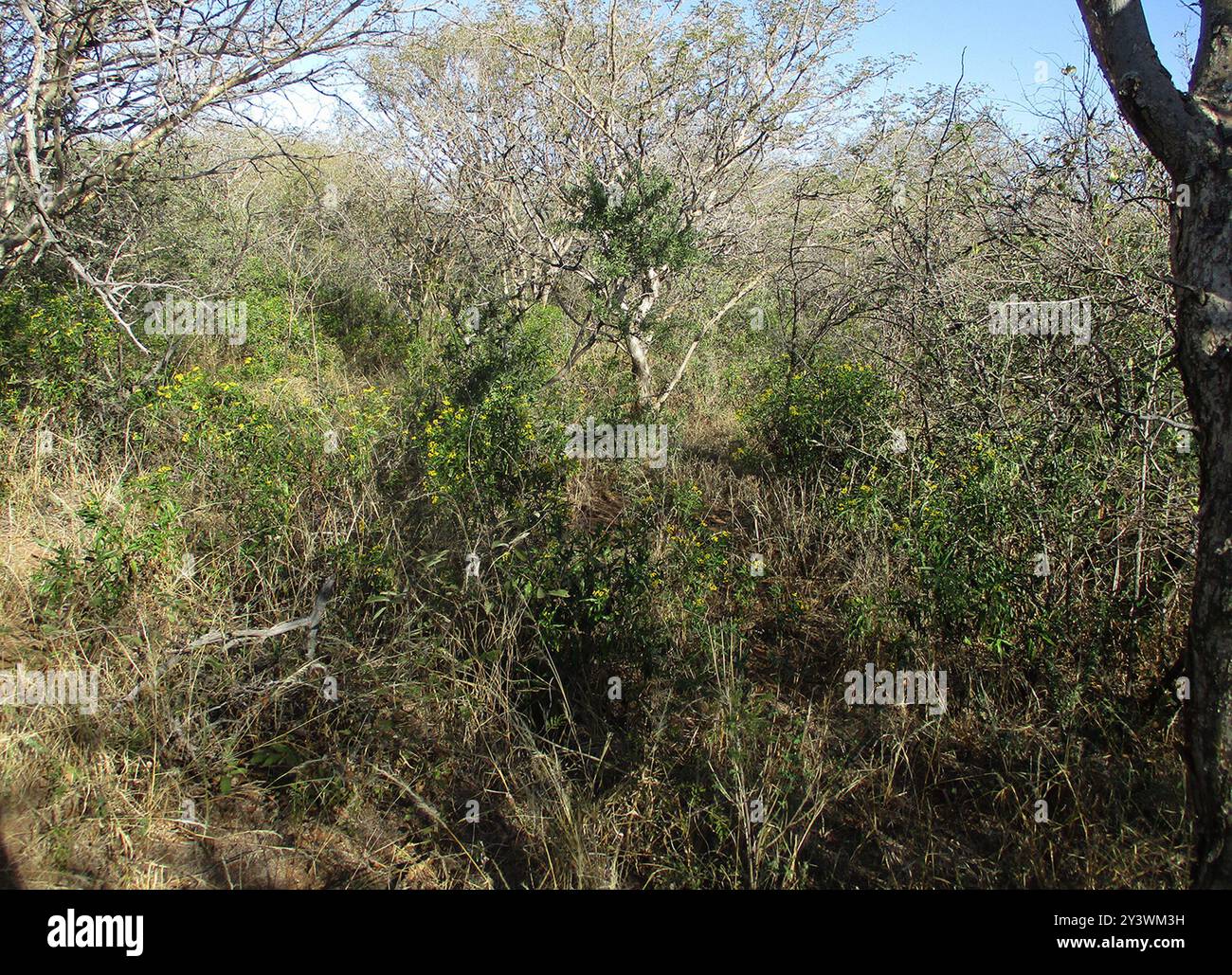 Sticky Psiadia (Psiadia punctulata) Plantae Stock Photo - Alamy