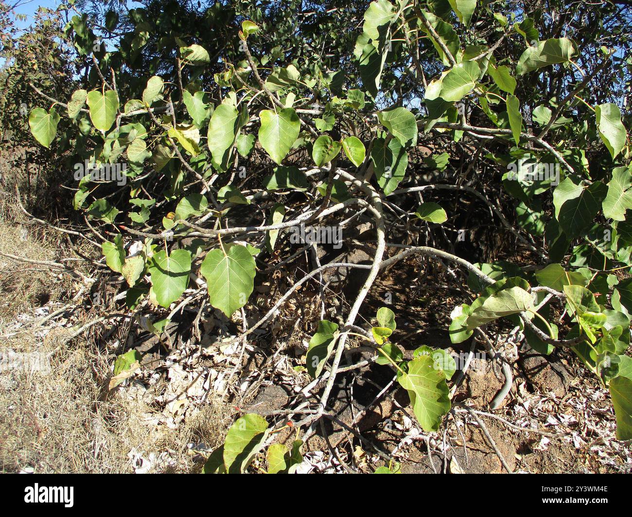 Large-leaved rock fig (Ficus abutilifolia) Plantae Stock Photo - Alamy