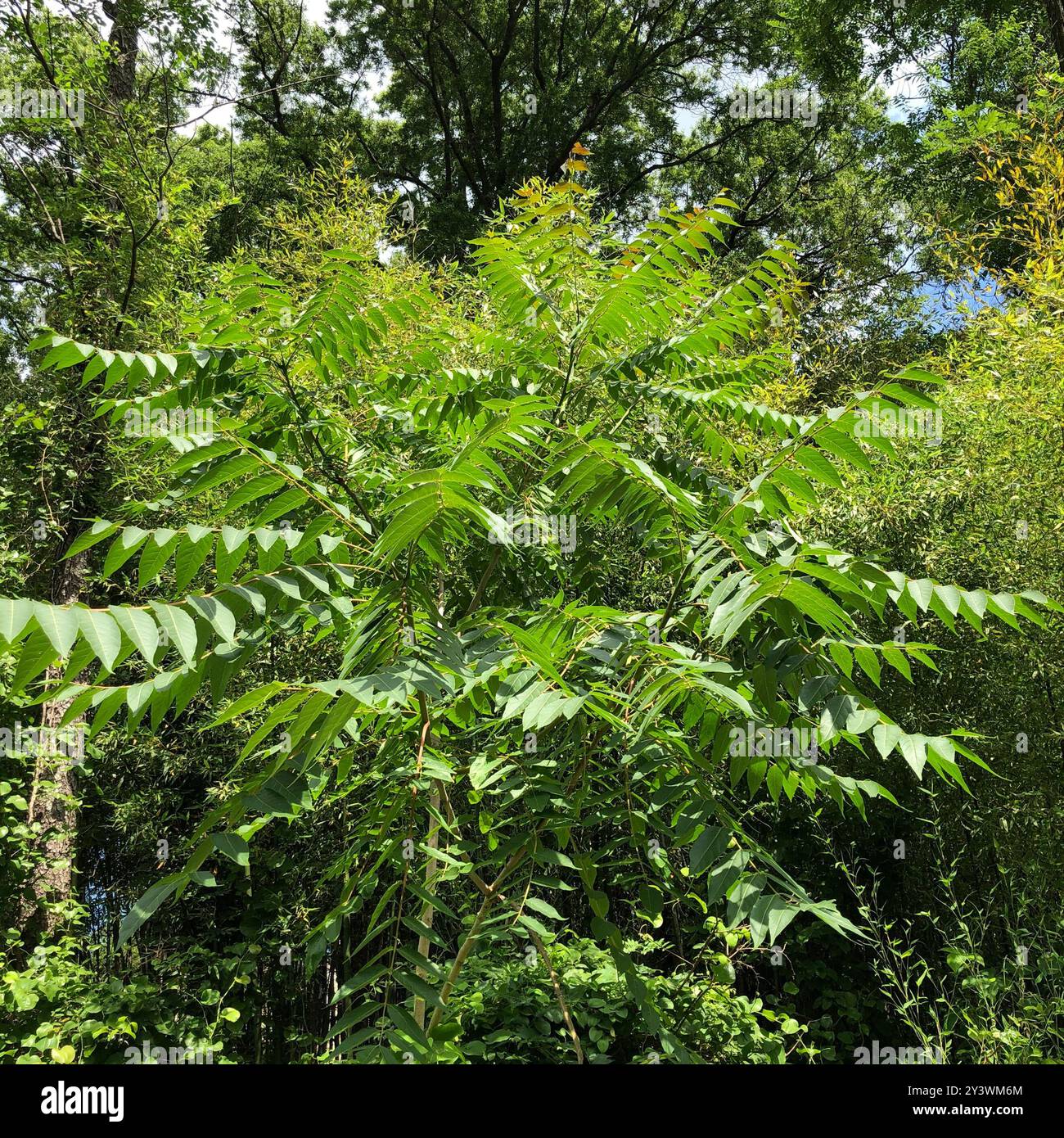 tree-of-heaven (Ailanthus altissima) Plantae Stock Photo - Alamy