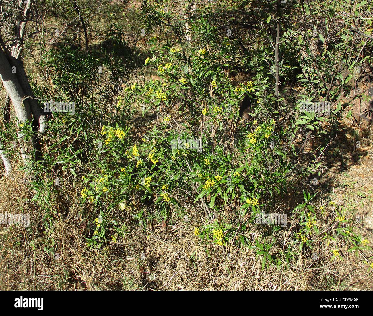 Sticky Psiadia (Psiadia punctulata) Plantae Stock Photo - Alamy