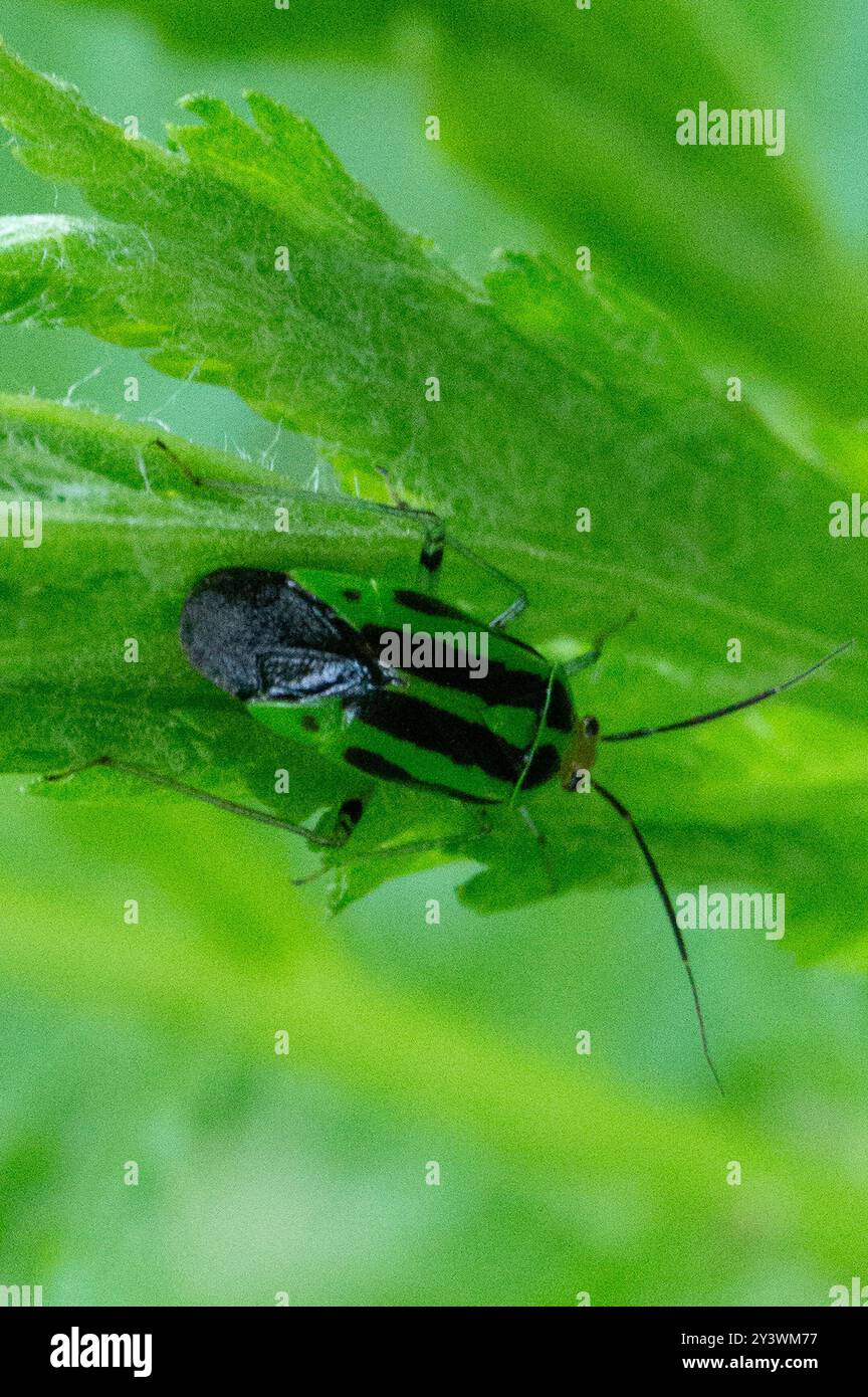 Four-lined Plant Bug (Poecilocapsus lineatus) Insecta Stock Photo - Alamy