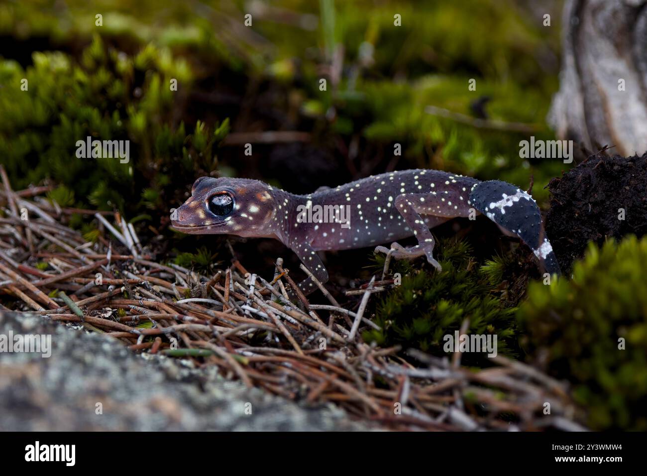 A barking gecko or underwoodisaurus milii on a some moss Stock Photo ...