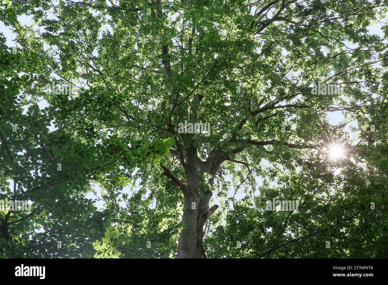 Branches of beautiful trees with green leaves outdoors, bottom view ...