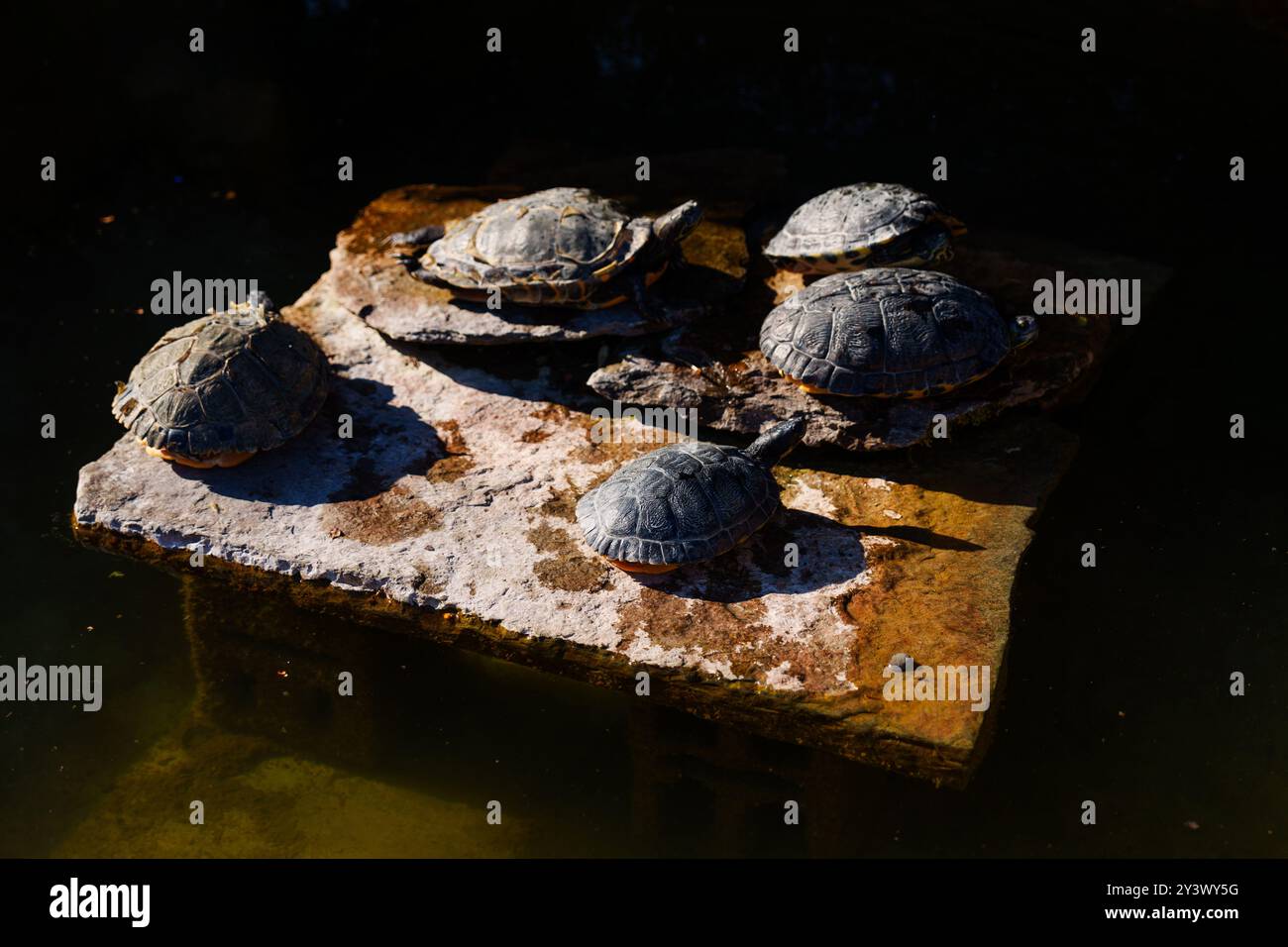 Group of Turtles Basking on a Rock in a Pond Stock Photo - Alamy