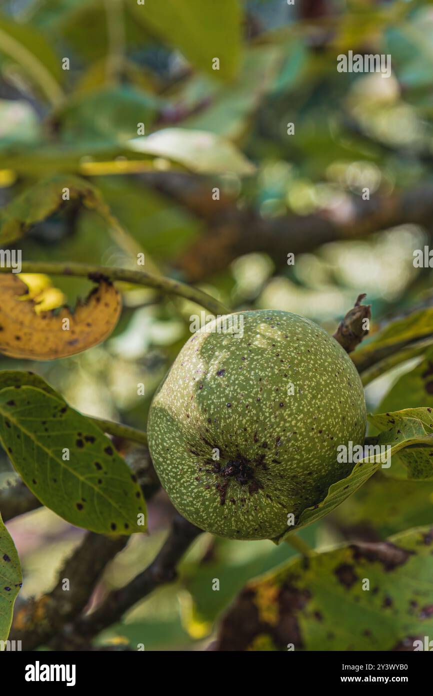 Green walnut fruits with rust spots and diseased leaves on a tree ...