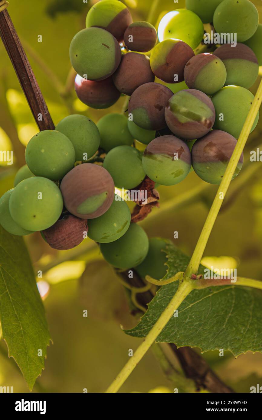 Noble rot of a wine grape, grapes with mold, Botrytis Stock Photo - Alamy