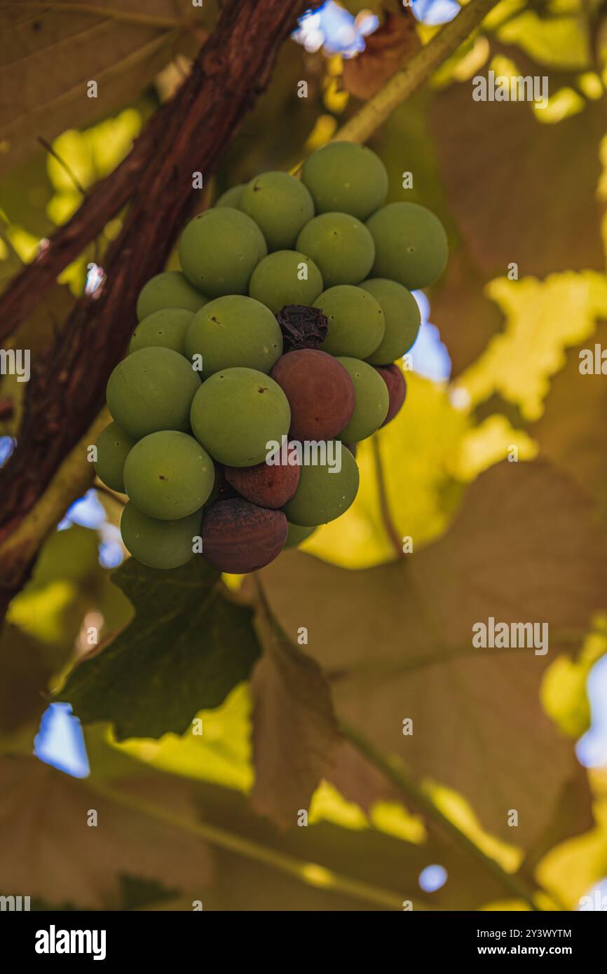 Noble rot of a wine grape, grapes with mold, Botrytis Stock Photo - Alamy