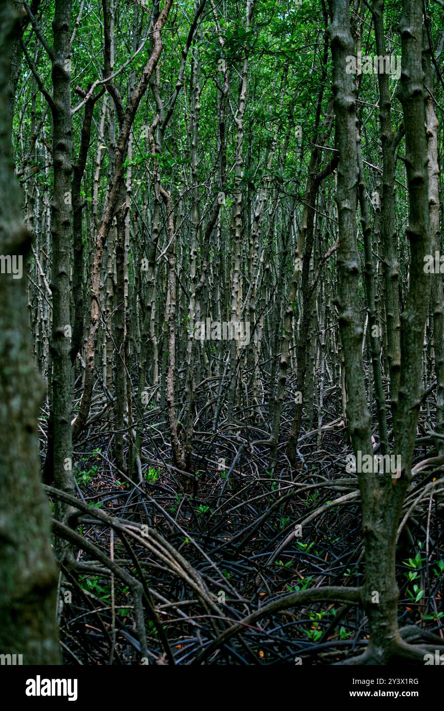 Vertical image of the dense mangrove forest with mysterious, silent and ...
