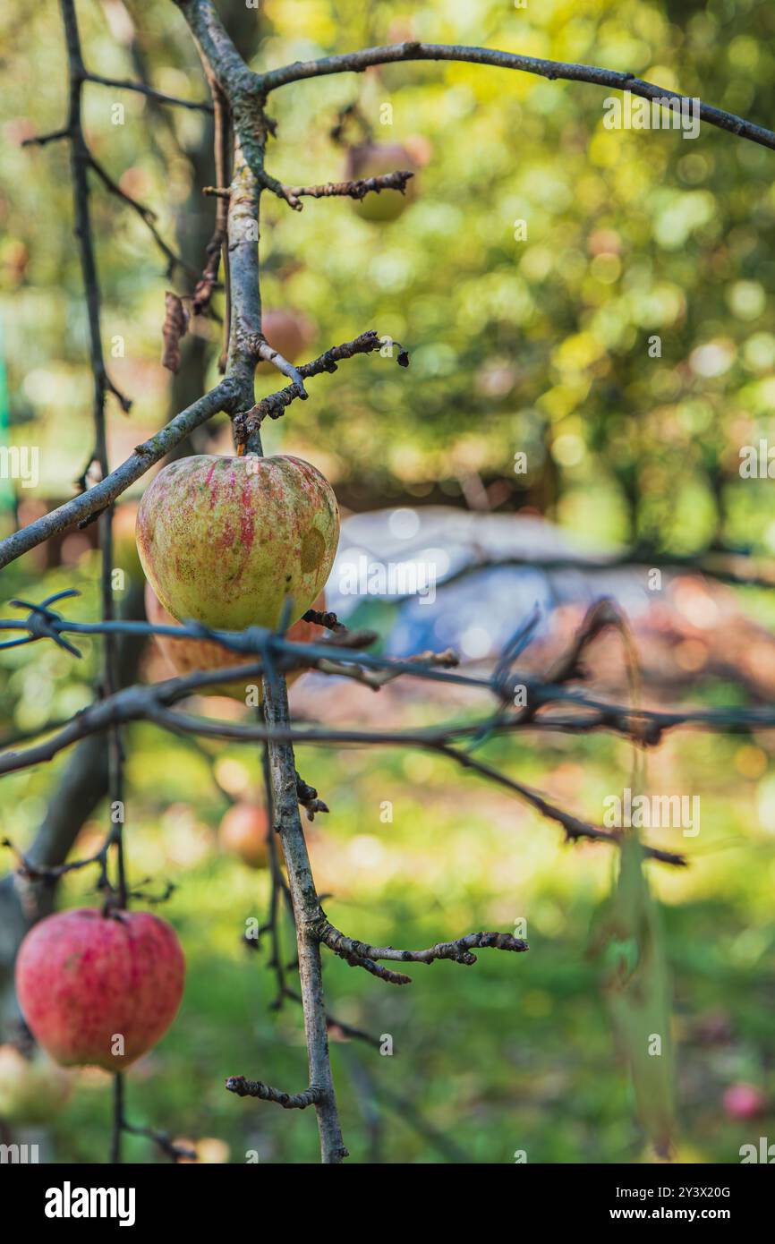 Ripe apples together on the branches of an old apple tree in the garden ...