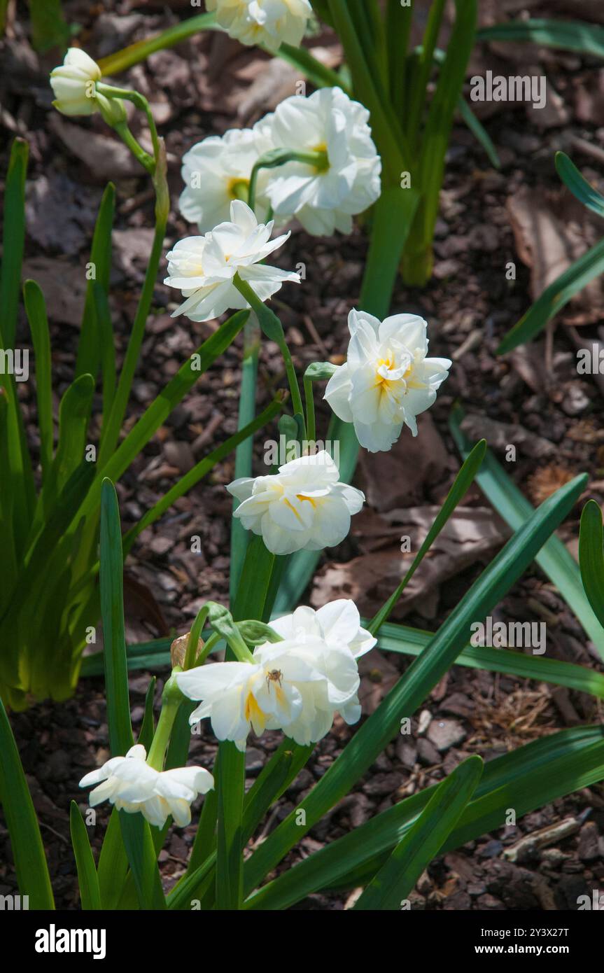Spring flowers bloom in the Fitzroy Gardens, Melbourne, Australia ...