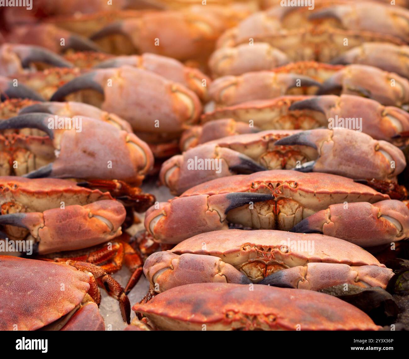 Crabs caught fresh in a row on ice at market fishmonger. A crustacean ...