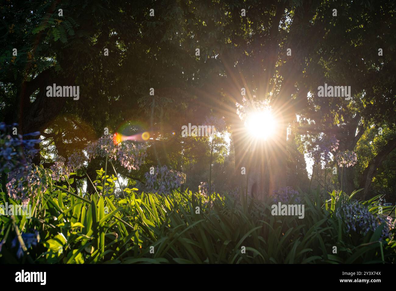 Sun flare through flowers hi-res stock photography and images - Alamy