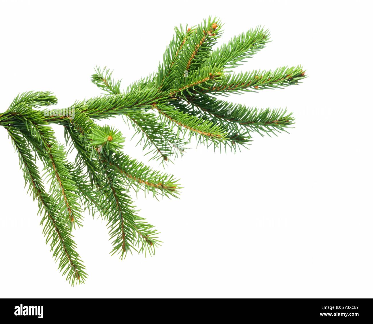 Fresh spruce green branch isolated on white background Stock Photo - Alamy