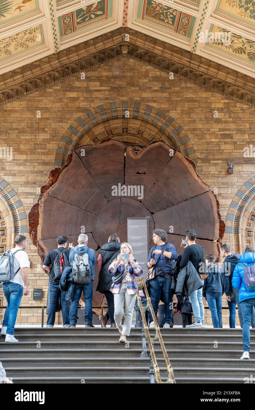 London, UK - March 23, 2024 : The slice of Giant Sequoia tree in the ...