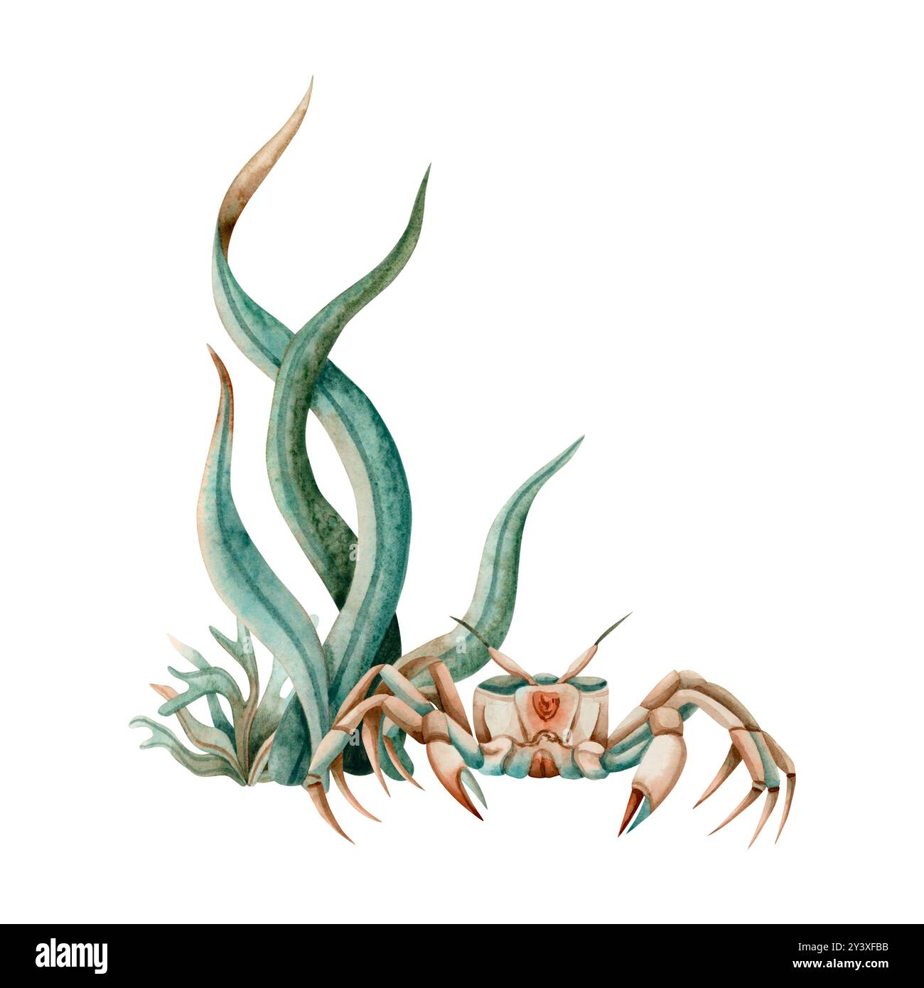 Ocean crab in laminaria seaweed watercolor illustration. Green brown ...