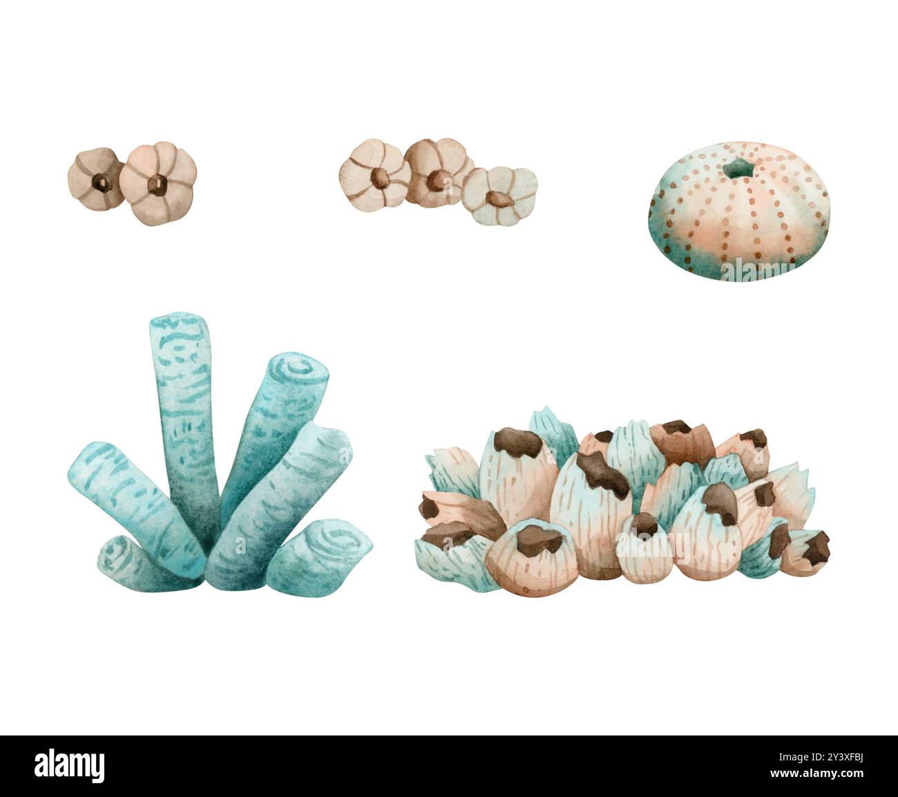 Barnacles illustration Cut Out Stock Images & Pictures - Alamy