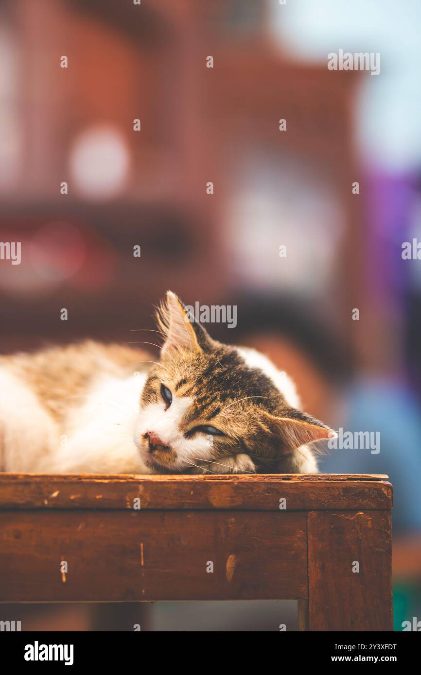Lovely lazy cat sleep on the table. Close up Photo of Domestic black ...