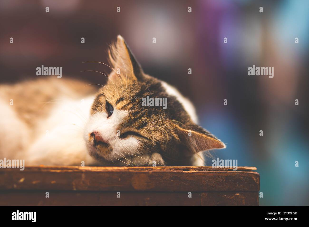 Lovely lazy cat sleep on the table. Close up Photo of Domestic black ...