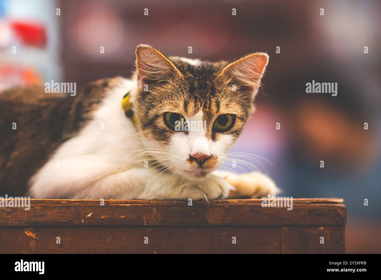 Close up photo of cat face with no expression. Domestic local cat photo ...