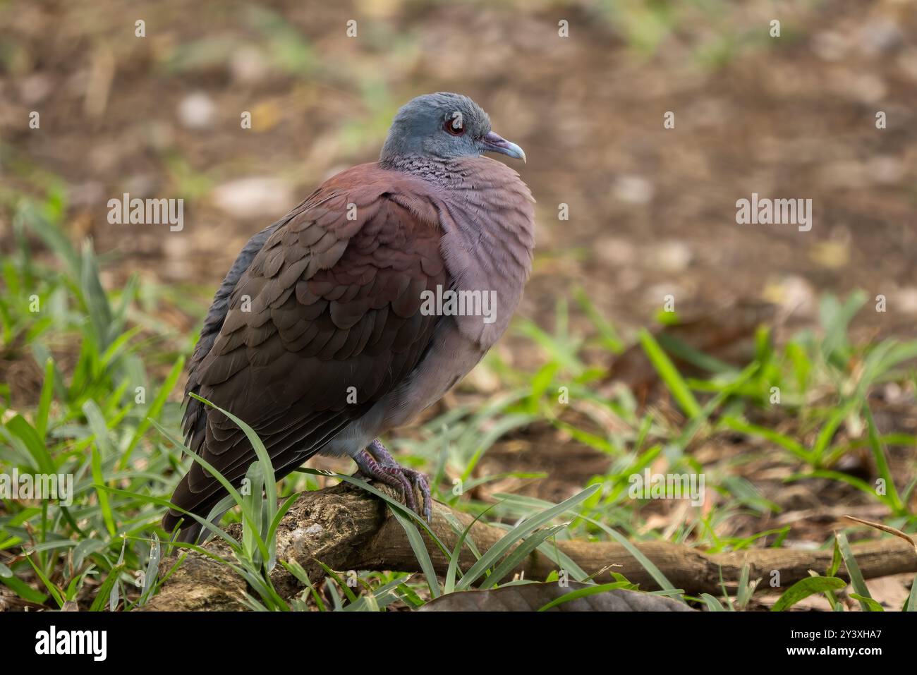 Madagascar Turtle-dove - Nesoenas picturatus, beautiful colored dove ...