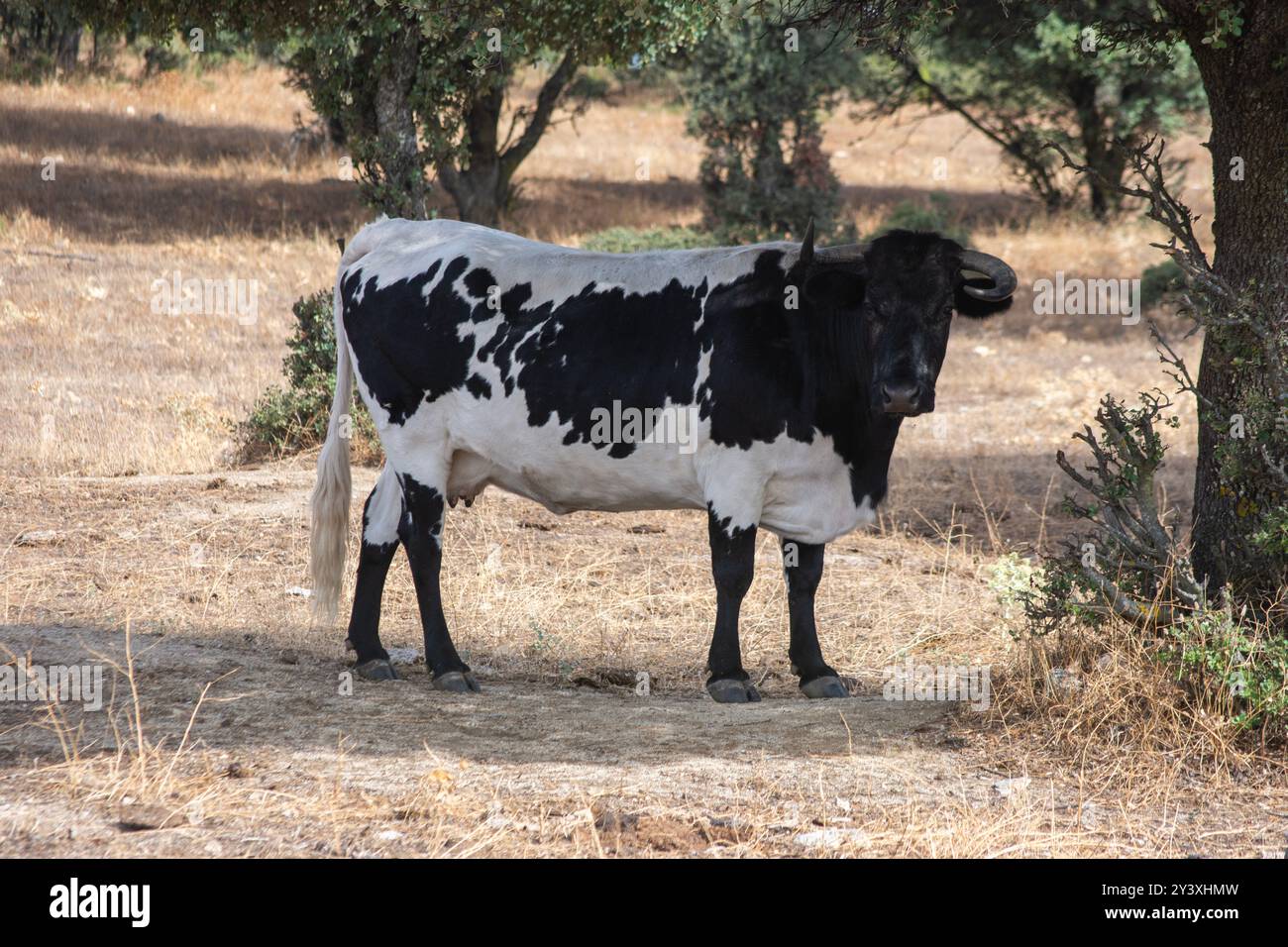 Dairy cow in the field Stock Photo - Alamy