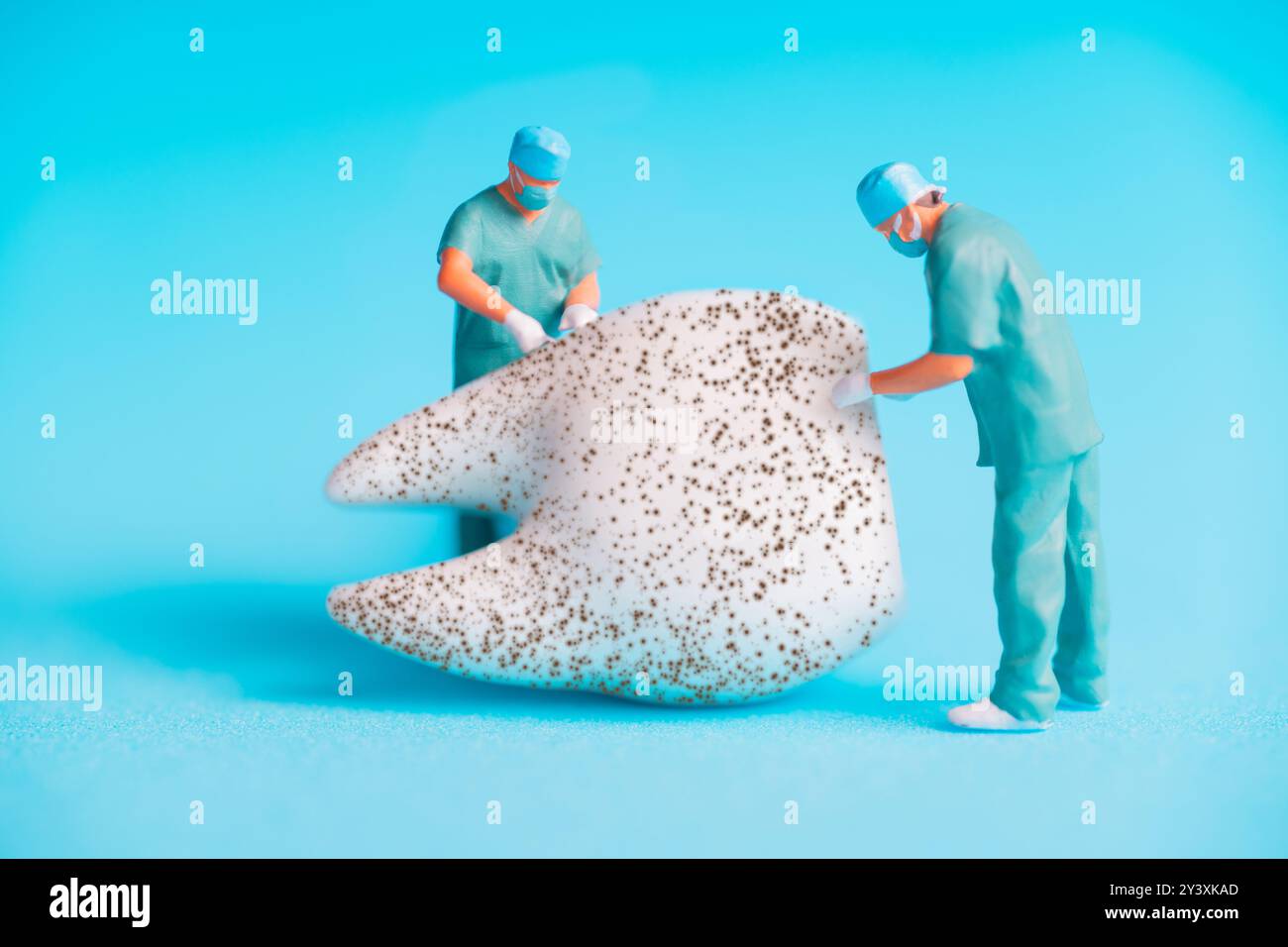 Dental anatomy model illustrating hi-res stock photography and images ...