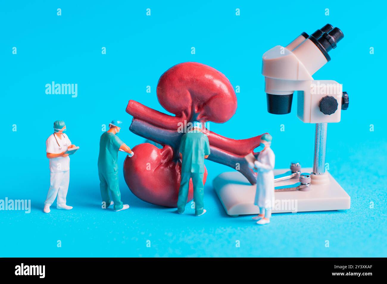 Miniature figures of medical professionals studying a kidney model with ...