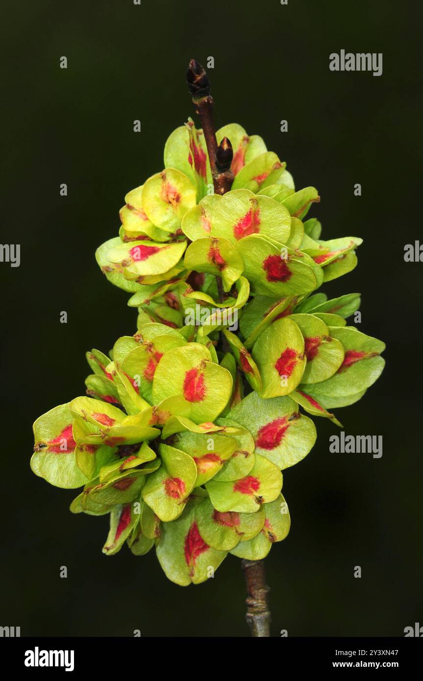 English elm foliage Stock Photo - Alamy