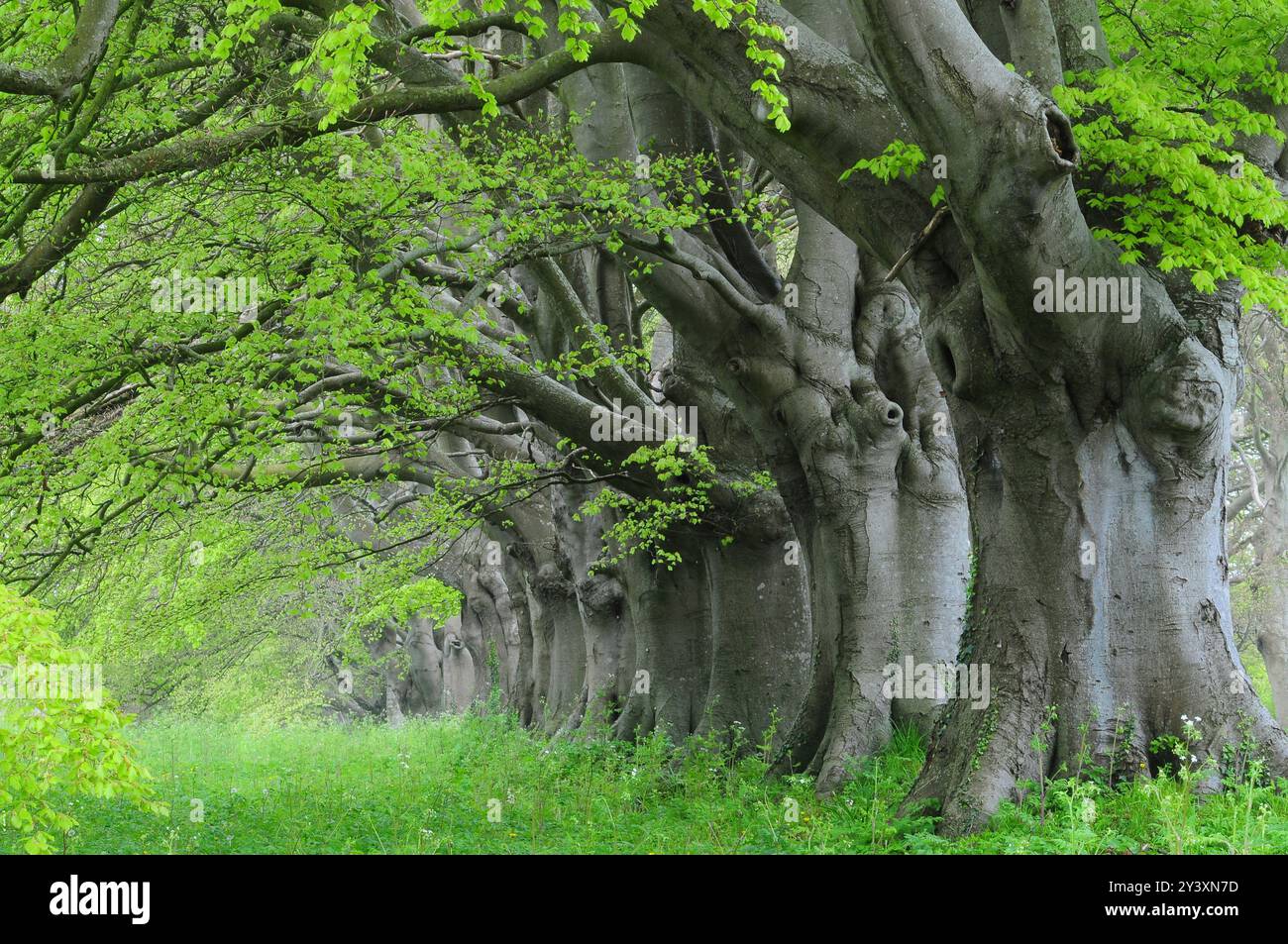 Veteran beech trees in spring. Dorset, UK April 2023 Stock Photo - Alamy