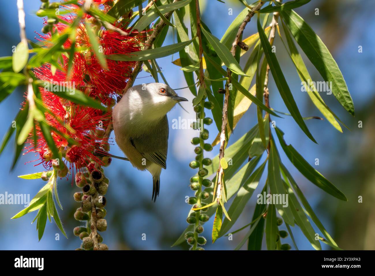 Mauritius Grey White-eye - Zosterops mauritianus, beautiful small ...