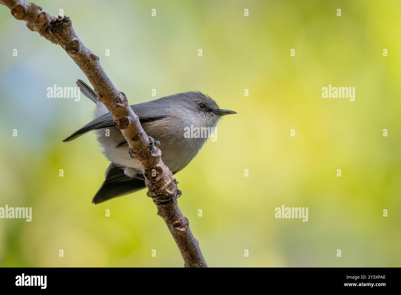 Mauritius Grey White-eye - Zosterops mauritianus, beautiful small ...