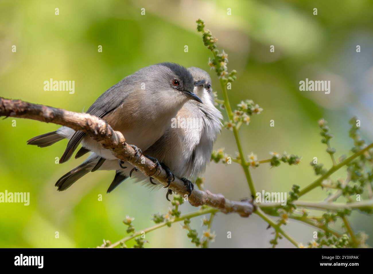 Mauritius Grey White-eye - Zosterops mauritianus, beautiful small ...
