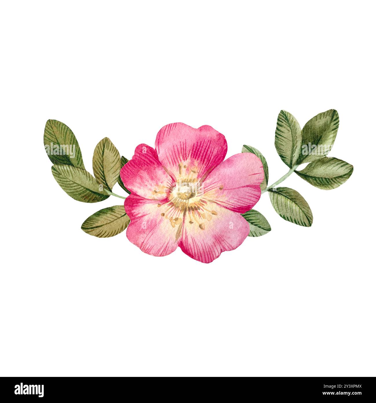 Rose hips flower with leaves isolated on white background. Hand drawn ...