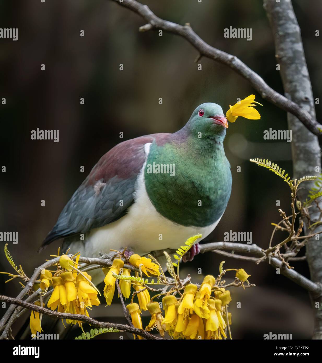 New Zealand pigeon (Kereru) with yellow Kowhai flower in its beak Stock ...