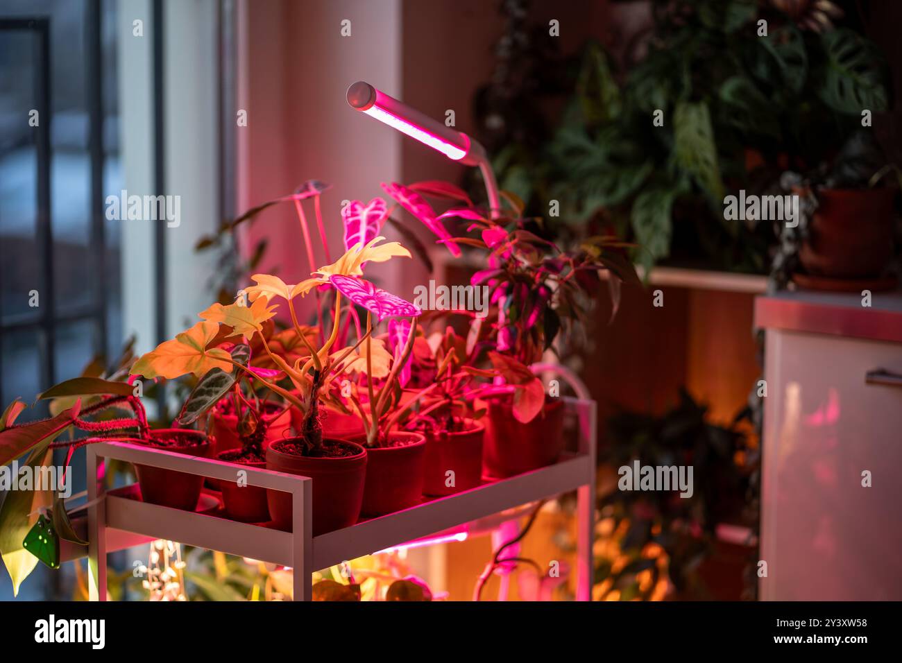 Phyto lamp illuminates plant at home. LED lamp for supplementary ...