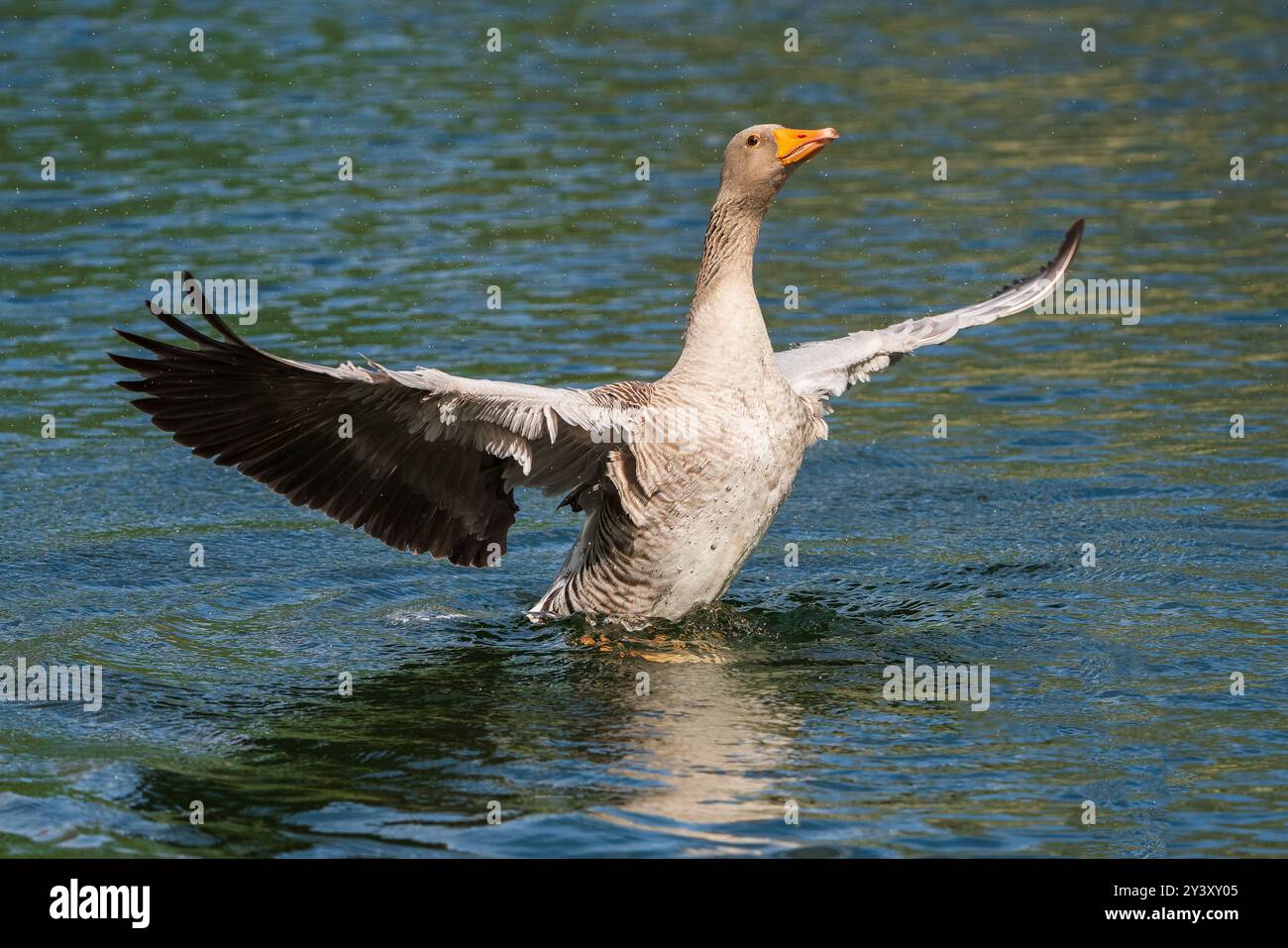 A greylag goose with spread wings on a pond Stock Photo - Alamy