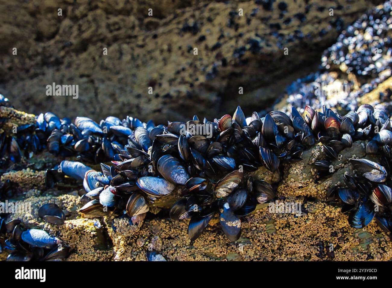 Seahorse person hi-res stock photography and images - Alamy