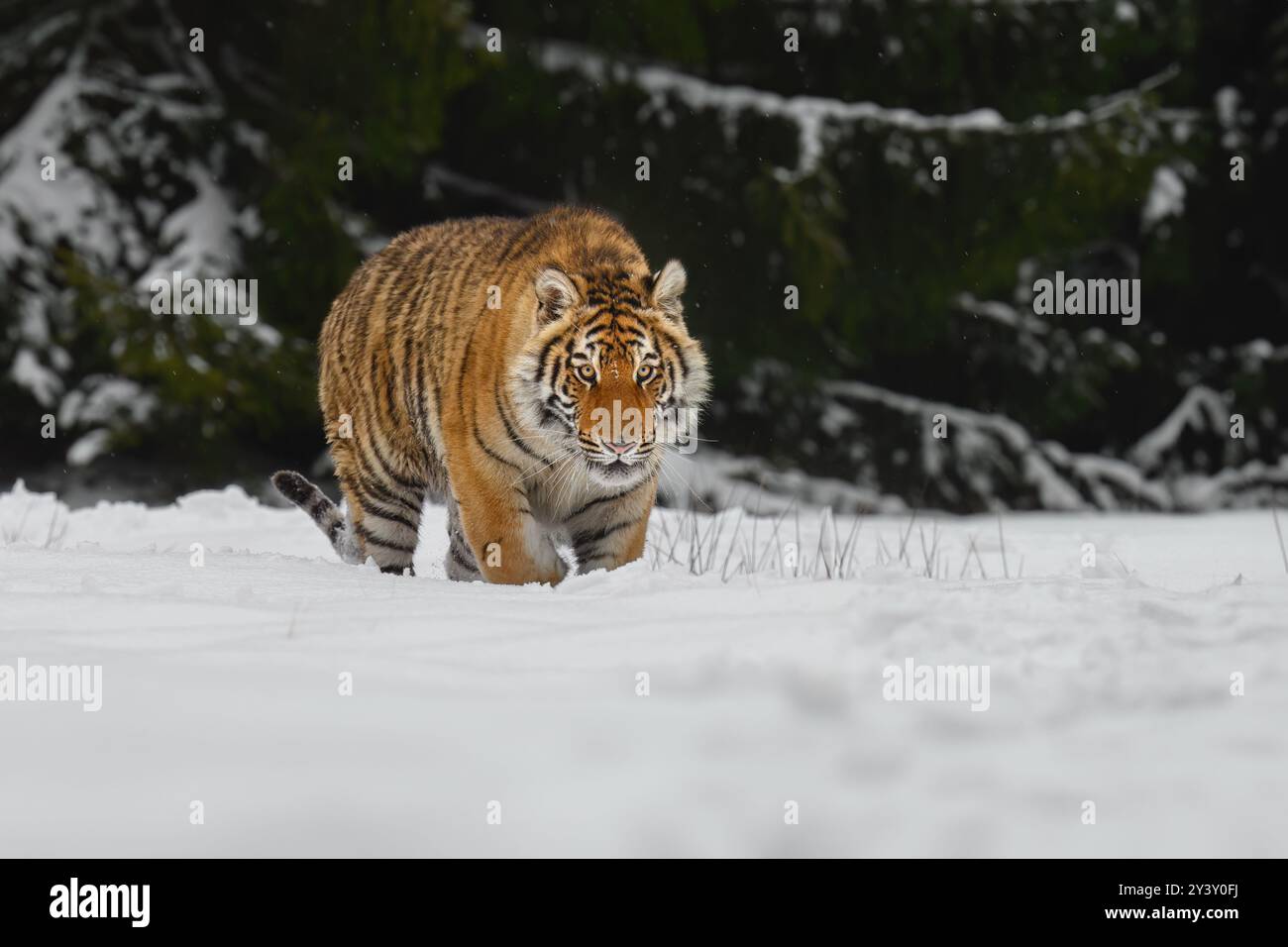 Tigerenvironment hi-res stock photography and images - Alamy