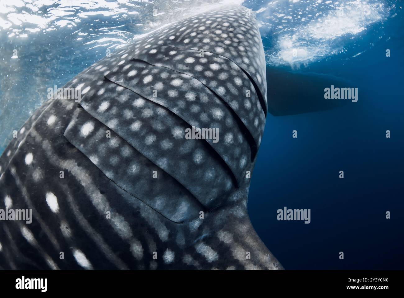 Whale shark eating in blue ocean near Sumbawa. Giant shark swimming ...
