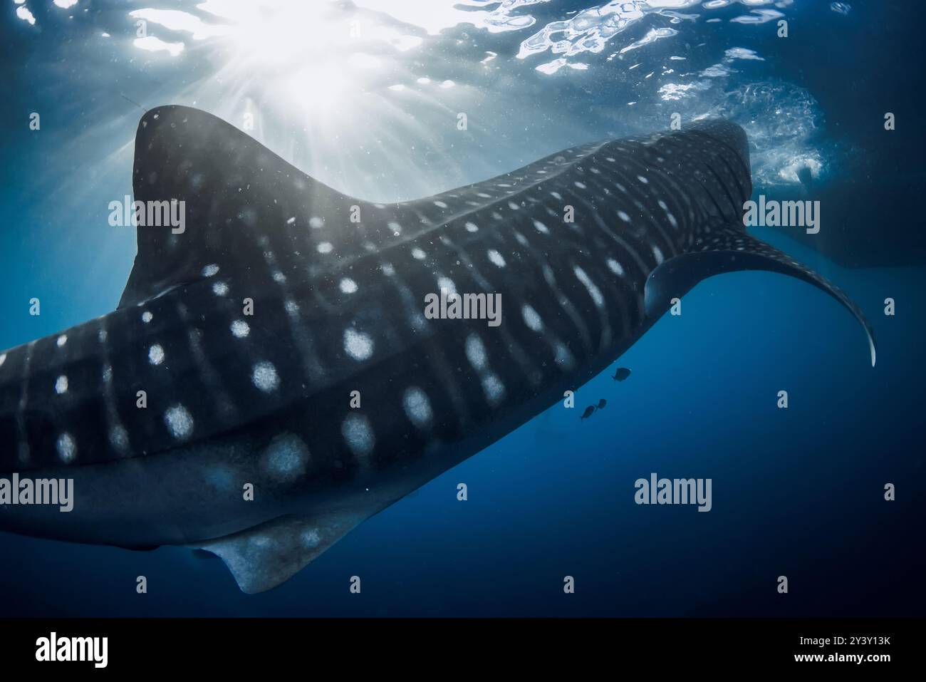 Whale shark close up in blue ocean with sun rays Stock Photo - Alamy