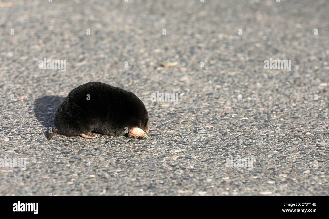 Mole runs along a field path Stock Photo - Alamy