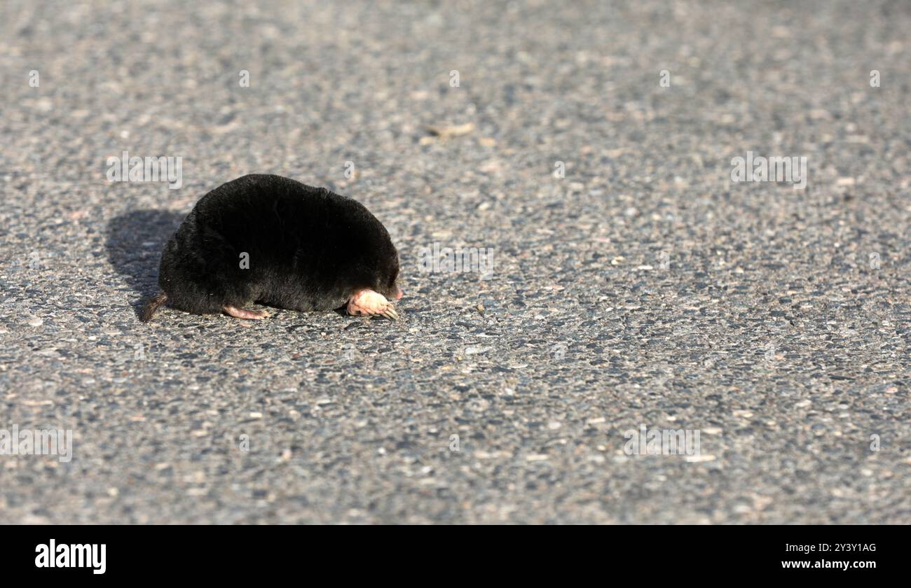 Mole runs along a field path Stock Photo - Alamy