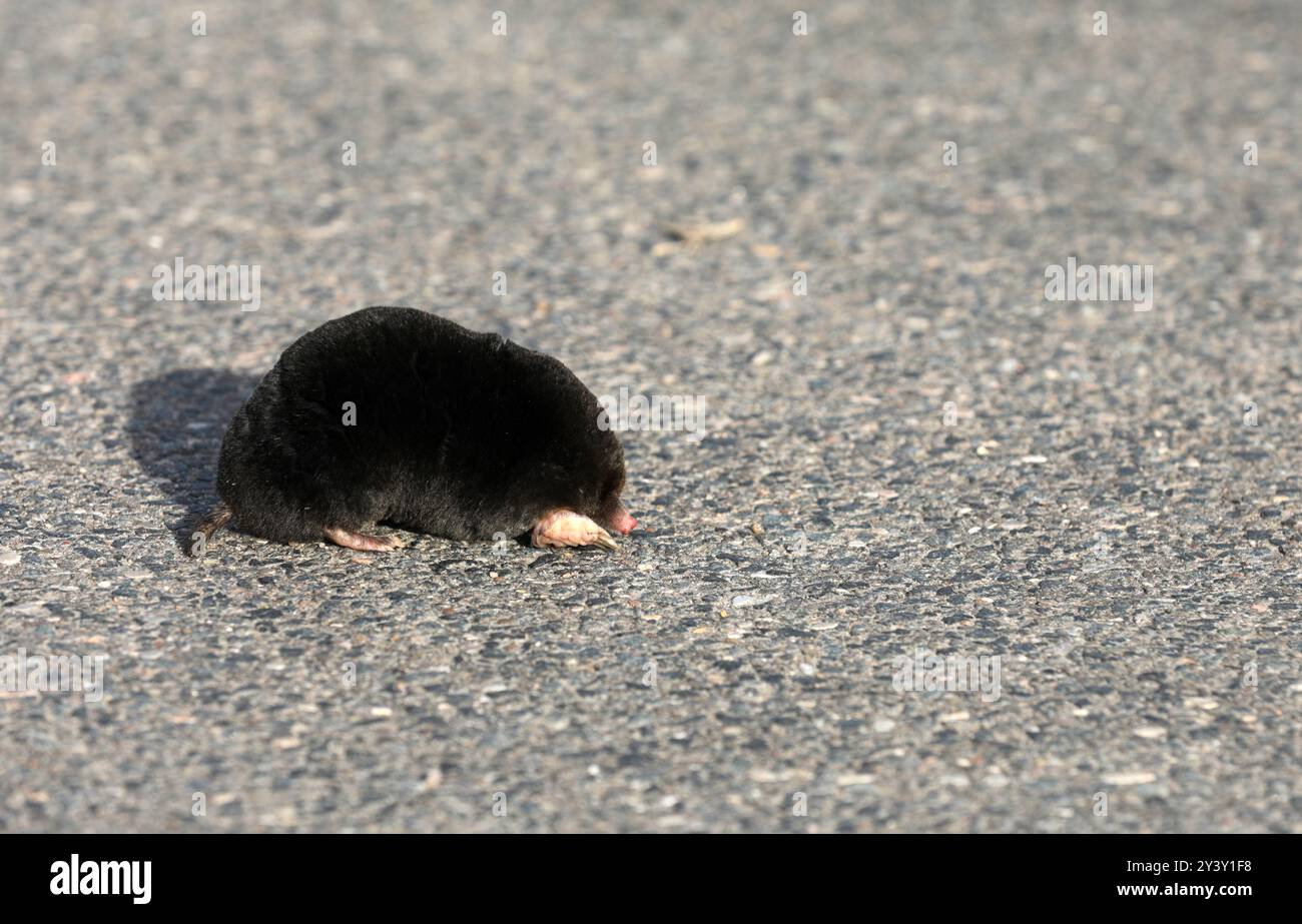 Mole runs along a field path Stock Photo - Alamy