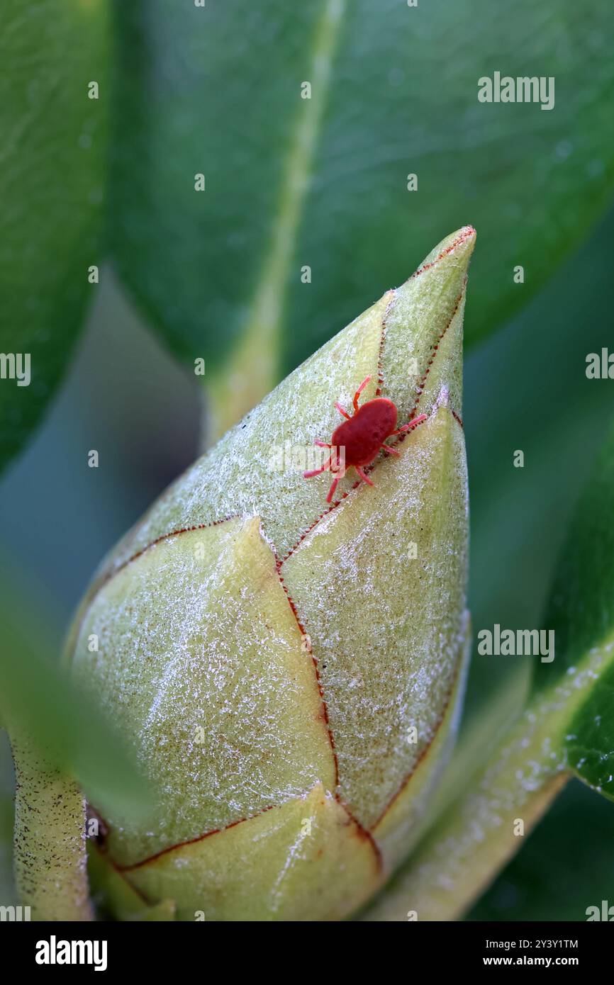 view from top of a red velvet mite on a green rhododendron bud Stock ...