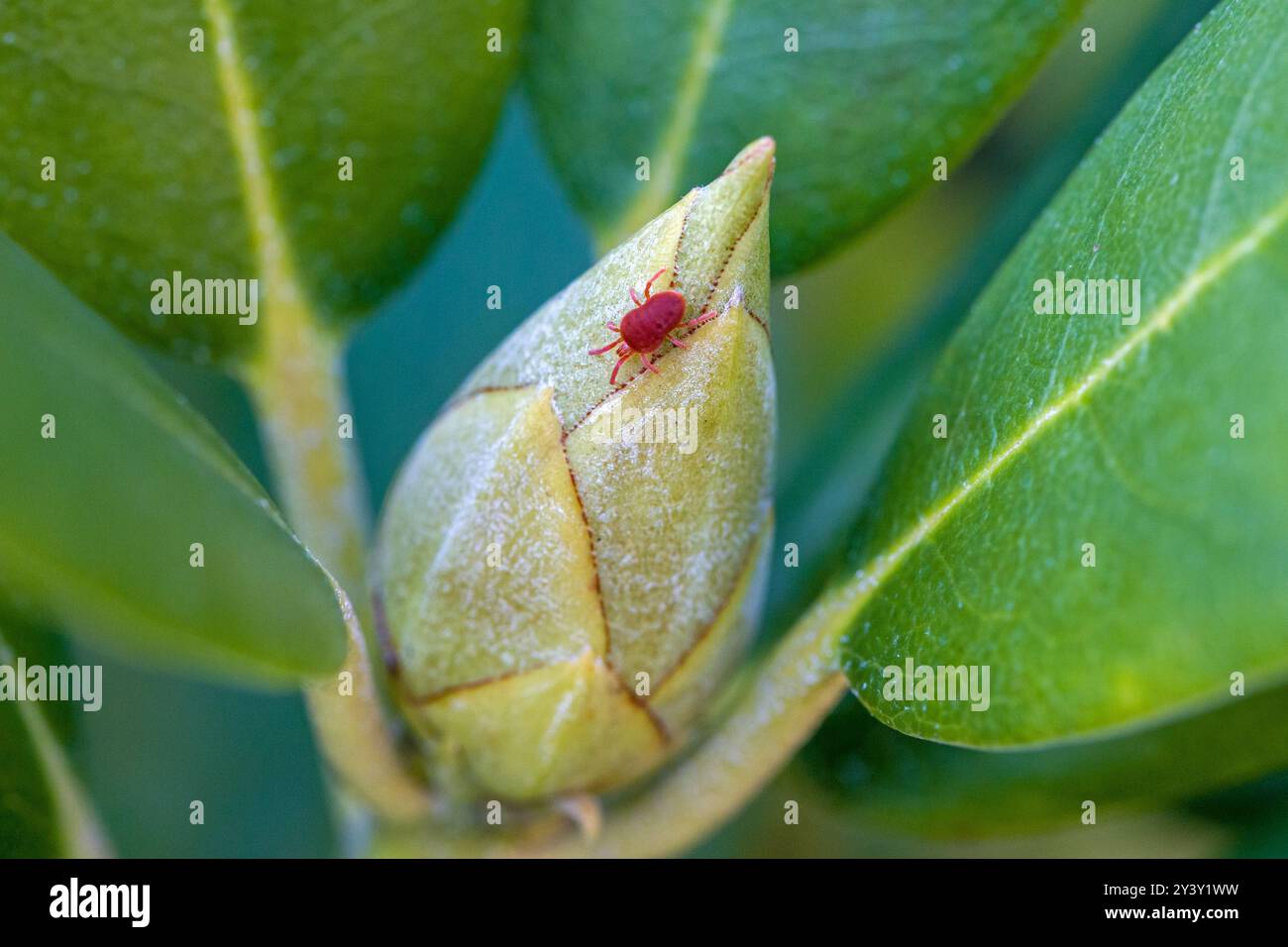 view from top of a red velvet mite on a green rhododendron bud Stock ...