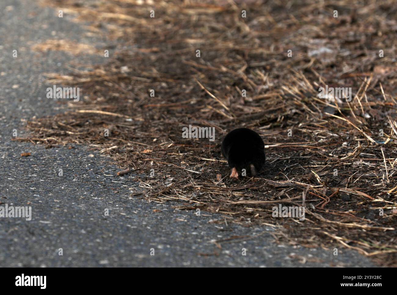 Mole runs along a field path Stock Photo - Alamy